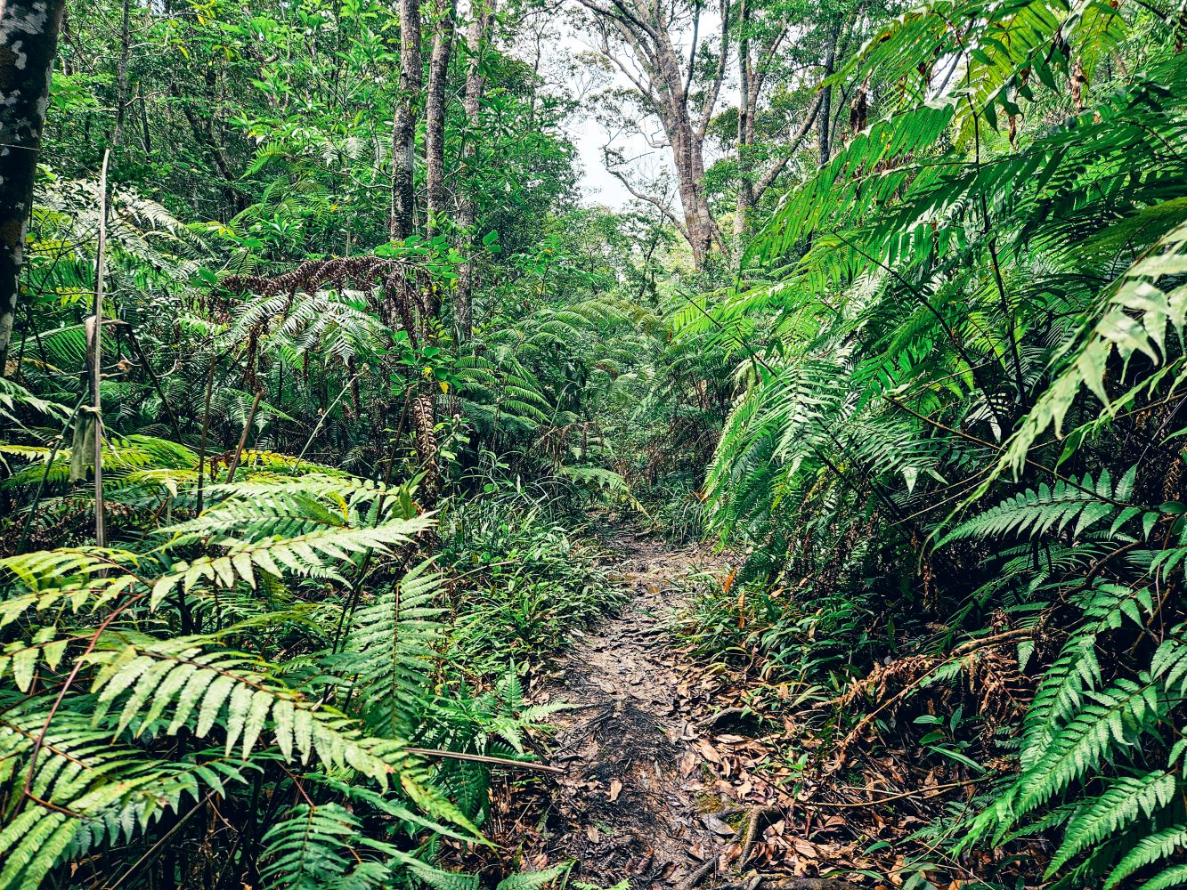 Hira Falls - Hiking trail to a waterfall in Okinawa