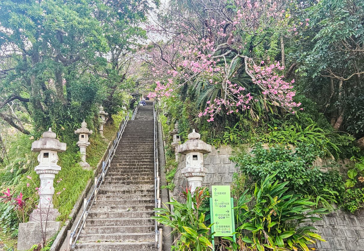 Cherry blossoms in Okinawa: where to find them